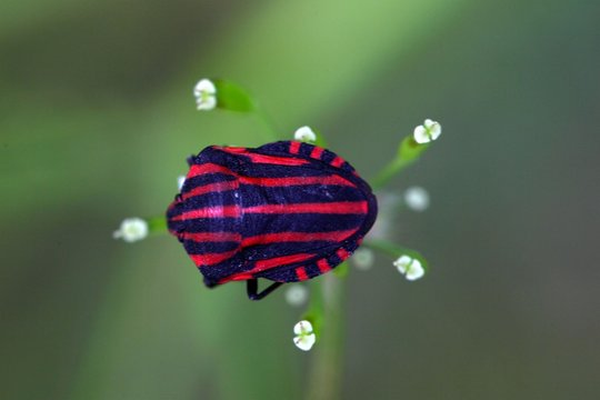 "Minstrel Bug"-Bilder: Stock-Fotos & -Videos. | Adobe Stock