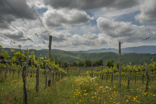 รูปภาพVitigno – เลือกดูภาพถ่ายสต็อก เวกเตอร์ และวิดีโอ1,834 | Adobe Stock