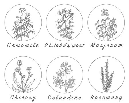 Chicory Icon Bilder – Durchsuchen 519 Archivfotos, Vektorgrafiken und ...