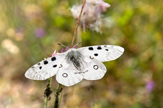 Ocelles Bilder – Durchsuchen 341 Archivfotos, Vektorgrafiken und Videos ...