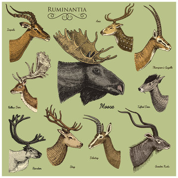 Dibatag Images – Browse 38 Stock Photos, Vectors, and Video | Adobe Stock