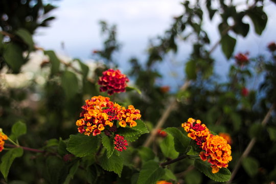 Orange-Rote Images – Browse 66 Stock Photos, Vectors, and Video | Adobe ...