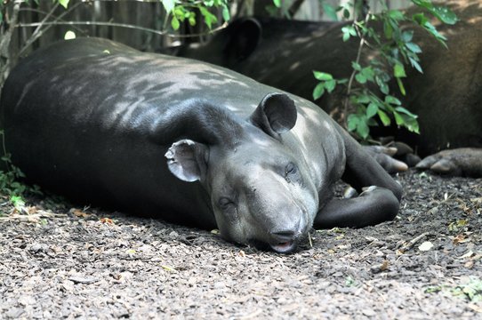 Tapiro Images – Browse 34 Stock Photos, Vectors, and Video | Adobe Stock
