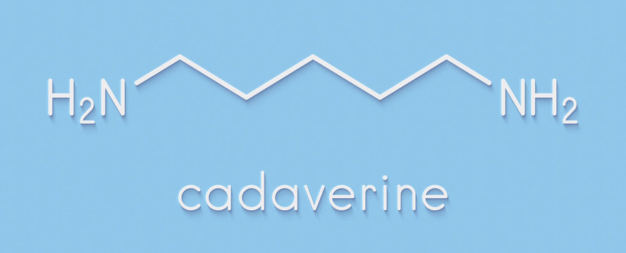 Cadaverin bilder – Bläddra bland 14 stockfoton, vektorer och videor ...