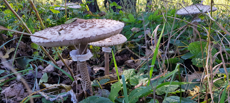 「Schrim」の写真素材 | 77件の無料イラスト画像 | Adobe Stock