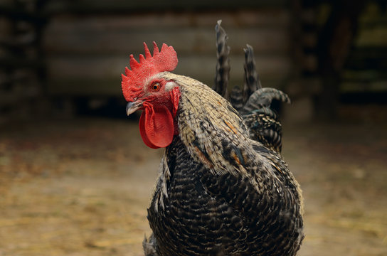 รูปภาพFowl-Run – เลือกดูภาพถ่ายสต็อก เวกเตอร์ และวิดีโอ375 | Adobe Stock
