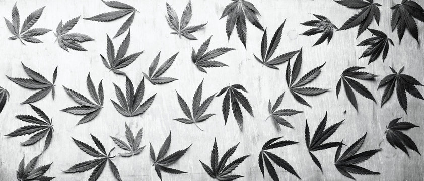 "Marijuana Leaf" Images – Browse 6,005 Stock Photos, Vectors, and Video ...