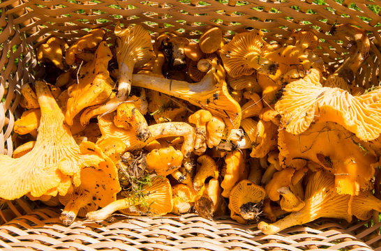 Kantareller Images – Browse 40 Stock Photos, Vectors, and Video | Adobe ...