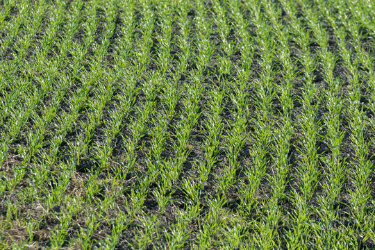 Genmanipuliert bilder – Bläddra bland 642 stockfoton, vektorer och ...