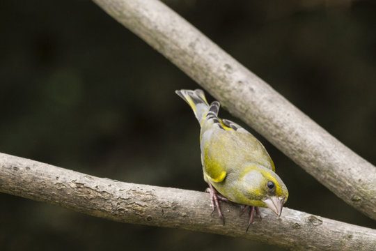 รูปภาพGreenfinch – เลือกดูภาพถ่ายสต็อก เวกเตอร์ และวิดีโอ25,173 | Adobe ...