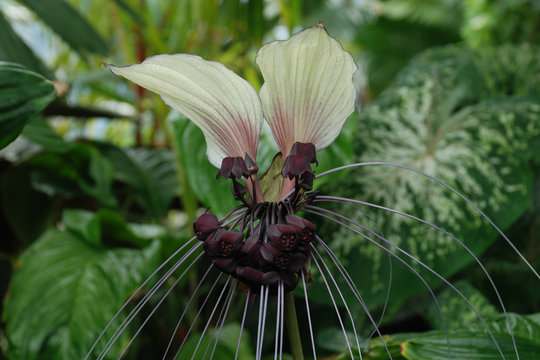 Tacca-Bilder: Stock-Fotos & -Videos. | Adobe Stock