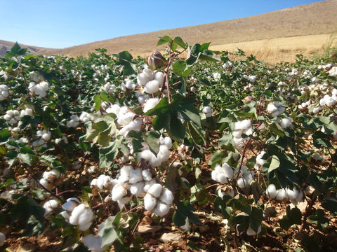 「Pamuk」の写真素材 | 929件の無料イラスト画像 | Adobe Stock