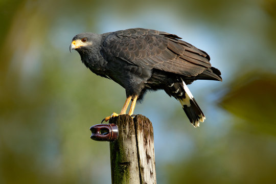 Black-Hawk Images – Browse 41 Stock Photos, Vectors, and Video | Adobe ...
