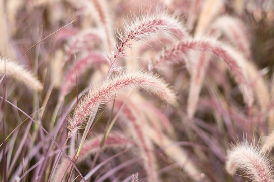 Weich Bilder – Durchsuchen 5,866,597 Archivfotos, Vektorgrafiken und ...