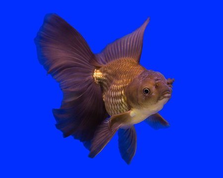 Chocolate Oranda Goldfish