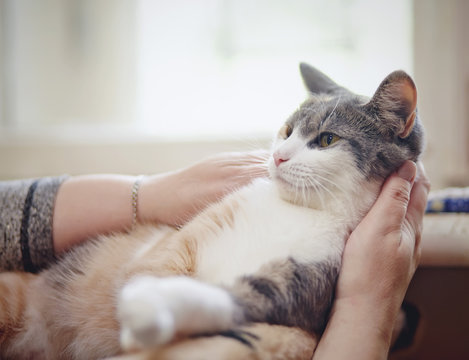 รูปภาพPurr – เลือกดูภาพถ่ายสต็อก เวกเตอร์ และวิดีโอ84,909 | Adobe Stock