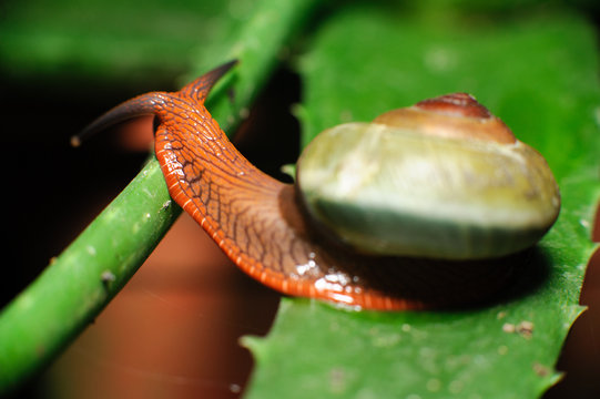 รูปภาพSnall – เลือกดูภาพถ่ายสต็อก เวกเตอร์ และวิดีโอ123 | Adobe Stock