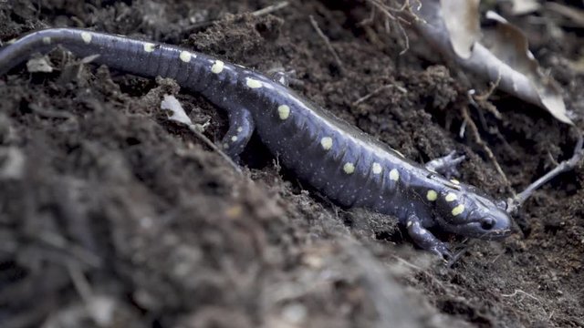 "Spotted Salamander" Images – Browse 4,832 Stock Photos, Vectors, and ...