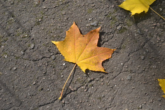 รูปภาพListek – เลือกดูภาพถ่ายสต็อก เวกเตอร์ และวิดีโอ1,073 | Adobe Stock