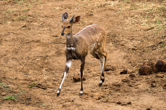 "Bush Buck" Images – Browse 952 Stock Photos, Vectors, and Video ...