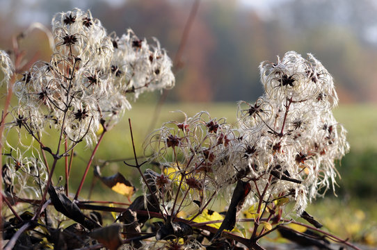 Flauschige Images – Browse 624 Stock Photos, Vectors, and Video | Adobe ...
