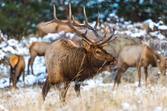 รูปภาพUnguate – เลือกดูภาพถ่ายสต็อก เวกเตอร์ และวิดีโอ133 | Adobe Stock