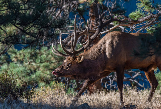 รูปภาพUnguate – เลือกดูภาพถ่ายสต็อก เวกเตอร์ และวิดีโอ133 | Adobe Stock