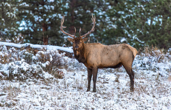 Unguate Images – Browse 133 Stock Photos, Vectors, and Video | Adobe Stock