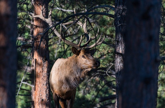 รูปภาพUnguate – เลือกดูภาพถ่ายสต็อก เวกเตอร์ และวิดีโอ133 | Adobe Stock