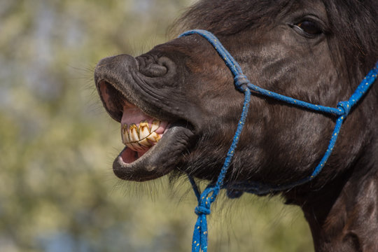 Imagens de Pferdegebiss – Explore Fotografias do Stock, Vetores e ...