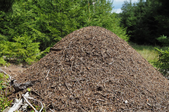 Fourmilière - Images et vidéos libres de droits | Adobe Stock