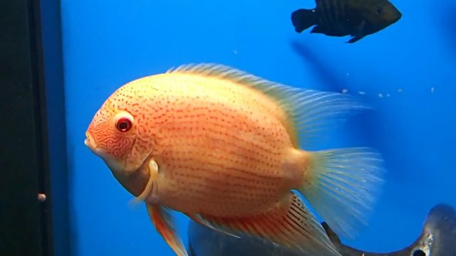 Fisk Images – Browse 359 Stock Photos, Vectors, and Video | Adobe Stock