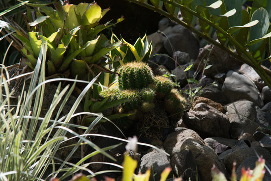 "Cactus Landscape" Bilder – Durchsuchen 228 Archivfotos, Vektorgrafiken ...