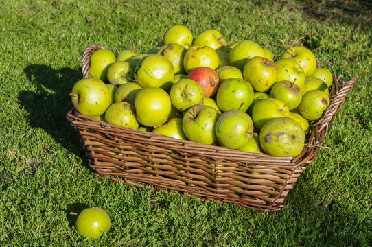 Scrumping Images – Browse 64 Stock Photos, Vectors, and Video | Adobe Stock