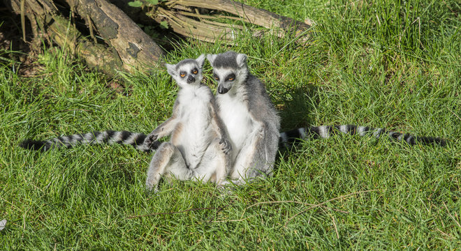 「Ltwo」の写真素材 | 19件の無料イラスト画像 | Adobe Stock