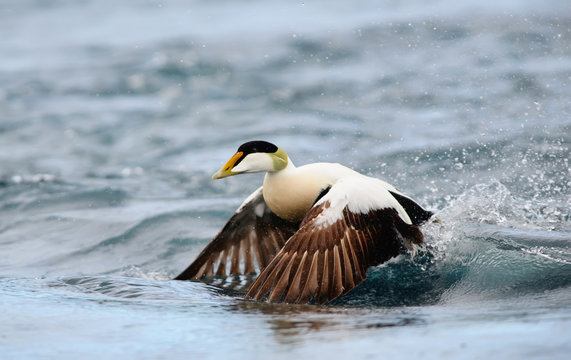 Imágenes de Eider: descubre bancos de fotos, ilustraciones, vectores y ...