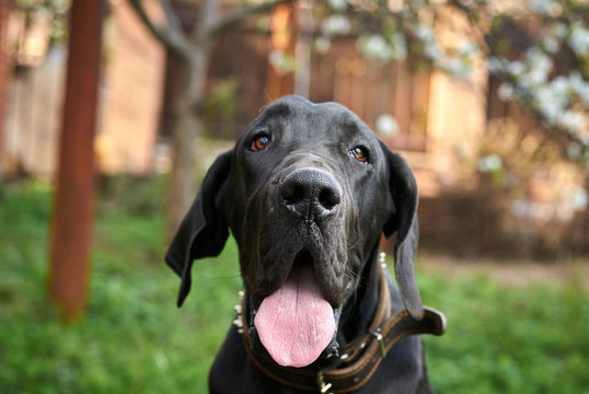 รูปภาพBoarhound – เลือกดูภาพถ่ายสต็อก เวกเตอร์ และวิดีโอ134 | Adobe Stock