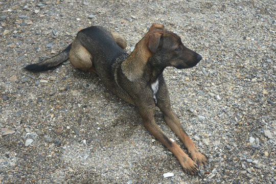 Arubian-Cunucu Images – Browse 22 Stock Photos, Vectors, and Video ...