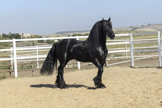 Frisone Images – Browse 132 Stock Photos, Vectors, and Video | Adobe Stock