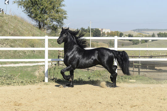 Frisone Images – Browse 132 Stock Photos, Vectors, and Video | Adobe Stock