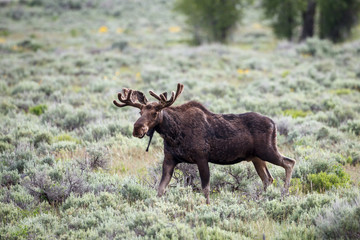 Moose photos, royalty-free images, graphics, vectors & videos | Adobe Stock