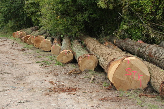 รูปภาพRondin – เลือกดูภาพถ่ายสต็อก เวกเตอร์ และวิดีโอ1,344 | Adobe Stock