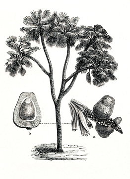 Goruba Images – Browse 5 Stock Photos, Vectors, and Video | Adobe Stock