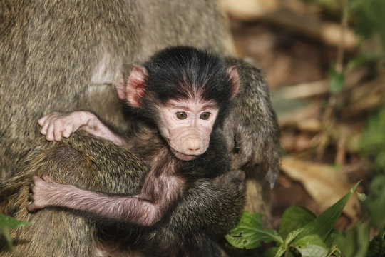 Anthropomorphic Images – Browse 125,494 Stock Photos, Vectors, and ...