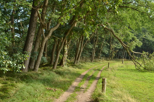 รูปภาพ"Bos – เลือกดูภาพถ่ายสต็อก เวกเตอร์ และวิดีโอ1,970,320 | Adobe Stock