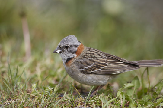 รูปภาพChingolo – เลือกดูภาพถ่ายสต็อก เวกเตอร์ และวิดีโอ108 | Adobe Stock