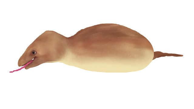 Tsuchinoko Images – Browse 60 Stock Photos, Vectors, and Video | Adobe ...