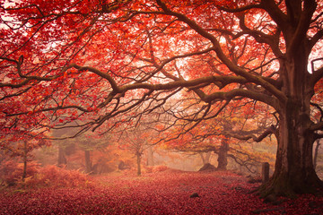 20+ Free red tree forest Pictures - PikWizard