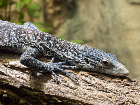 Blue Spotted Timor Monitor