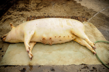 Galitsin photos, royalty-free images, graphics, vectors & videos ...